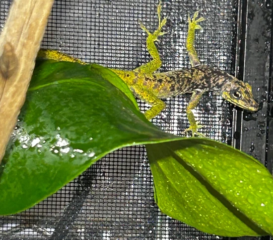 Anolis Roquet “Macuba” Breeding Pair Anole by Good Life Geckos
