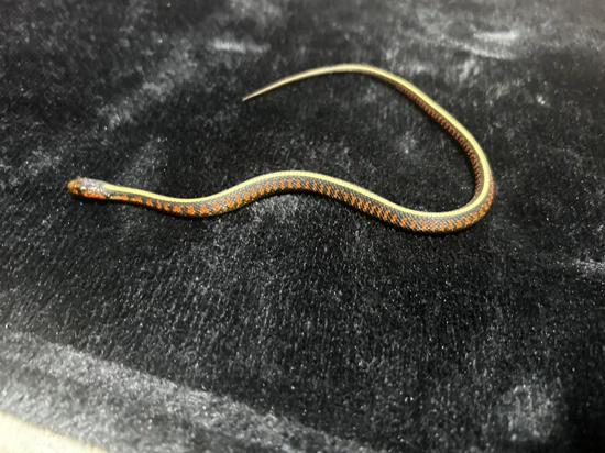 Baby Oregon Red Spotted Garter Snakes by Good Life Geckos