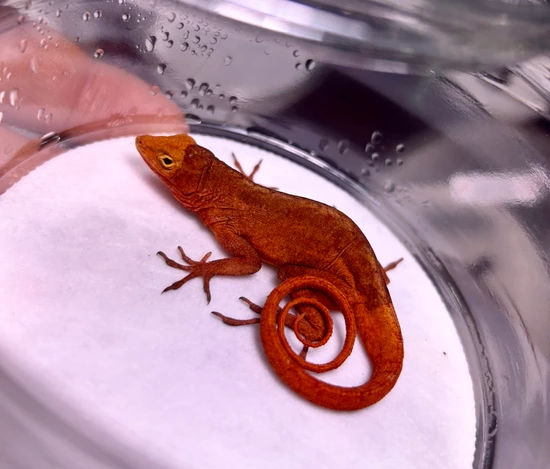 Super Red Brown Anole - Anolis Sagrei by Good Life Geckos