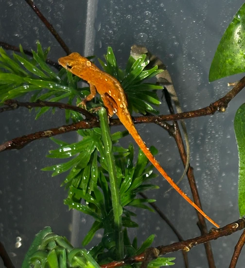 2025 Red Anoles - Anolis Sagrei by Good Life Geckos