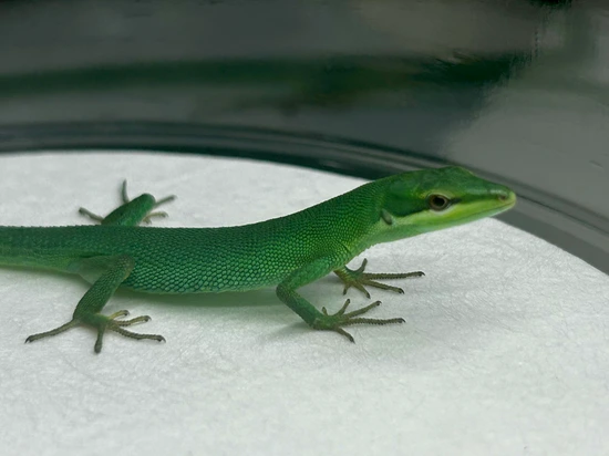 Sakishima Grass Lizard - Takydromus Dorsalis Lacerta by Good Life Geckos