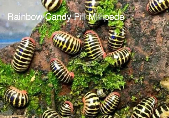 Rainbow Candy Pill Millipedes by Good Life Geckos