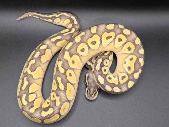 Pastel Vanilla Lesser Redhead Ball Python by Good Vibe Exotics