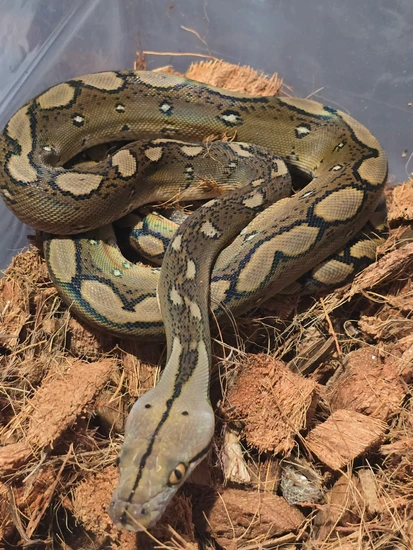 Motley Reticulated Python by Good Vibe Exotics