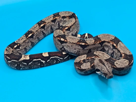 IMG Het Sharp Albino Pos Het Anery T1 Boa Constrictor by Good Vibe Exotics
