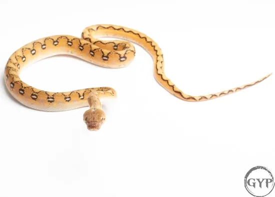 Platinum Super Sunfire Reticulated Python by Gopher Your Pet