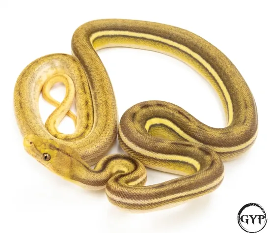 Tiger Phantom Reticulated Python by Gopher Your Pet