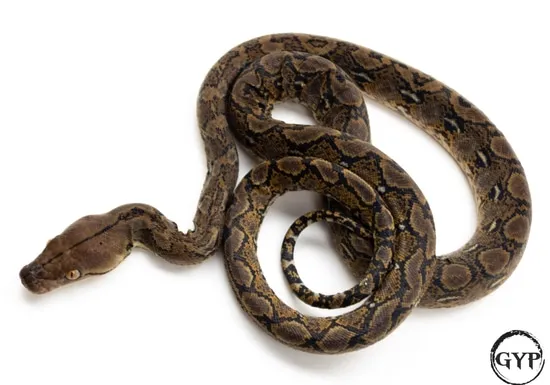 Reticulated Python by Gopher Your Pet