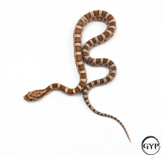 Hypo Root Beer Corn Snake by Gopher Your Pet