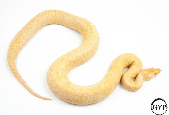 Albino Granite Burmese Python by Gopher Your Pet