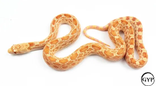 Red Albino Sonoran Gopher Snake by Gopher Your Pet
