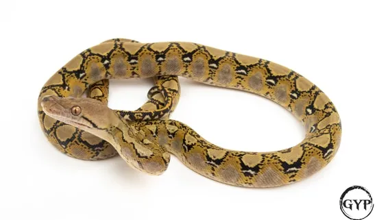 Platinum Reticulated Python by Gopher Your Pet