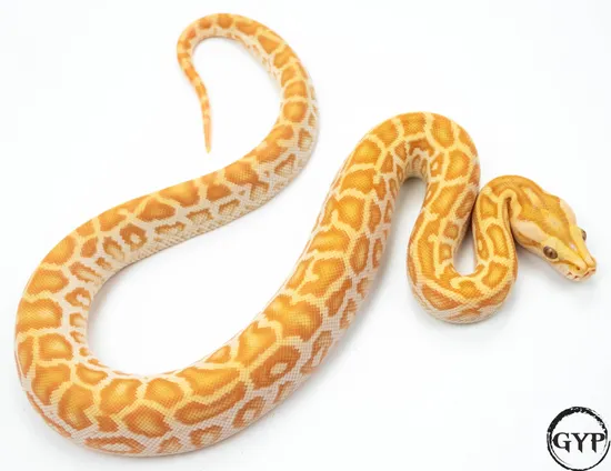 Pearl Bumese Python Burmese Python by Gopher Your Pet