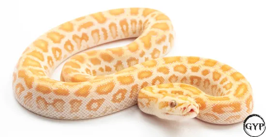 Pearl Burmese Python by Gopher Your Pet