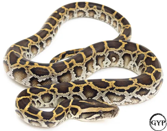 Burmese Python by Gopher Your Pet