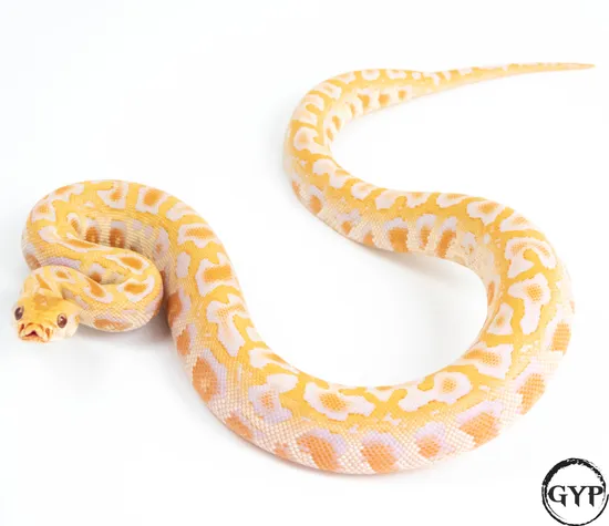 Albino Burmese Python Het Green by Gopher Your Pet