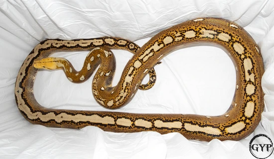 Orange Ghost Stripe Reticulated Python by Gopher Your Pet