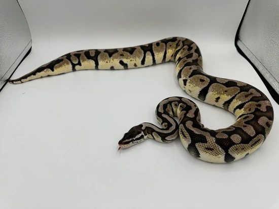 Super Pastel TSK Axanthic Ball Python by Ledka