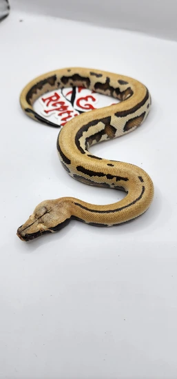 Golden Eye Het T Albino Blood Python by T&S Reptiles