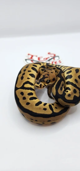 Batman Ball Python by T&S Reptiles