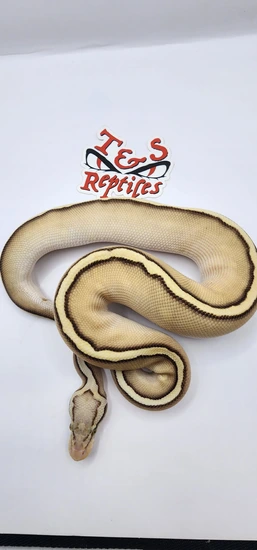 OD Ghi Lesser Cinnamon Super Stripe Ball Python by T&S Reptiles