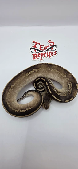 Chocolate Wookie Mojave Het 50% Clown Ball Python by T&S Reptiles