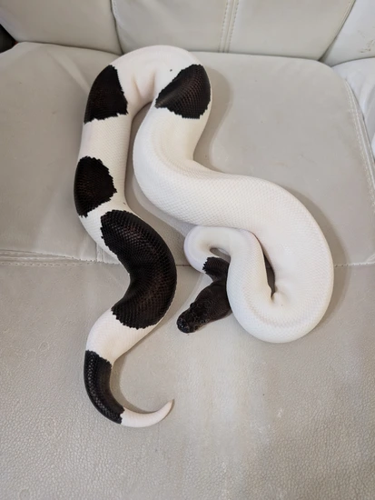 RTB Panda Pied. Quality Specimen! Ball Python by Good Vibes Constrictors