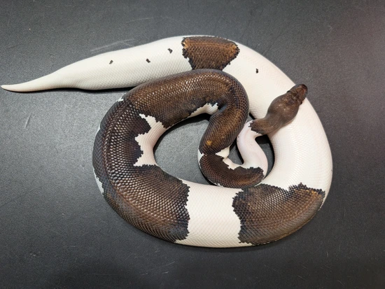 YB Suma Pied Ball Python by Good Vibes Constrictors