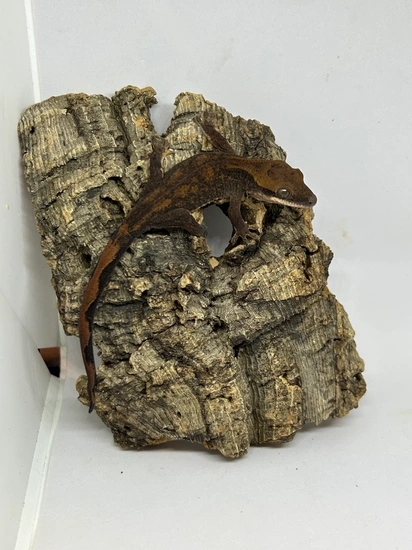 Sarasinorum Gecko More Gecko by Gorgeous Geckos