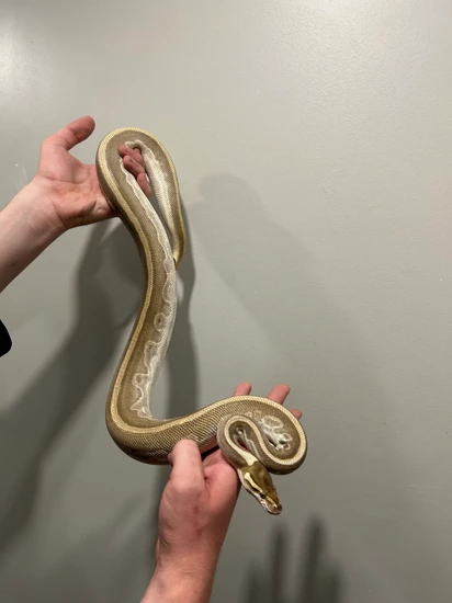 Unique Stripe Ball Python by Gorgeous Geckos