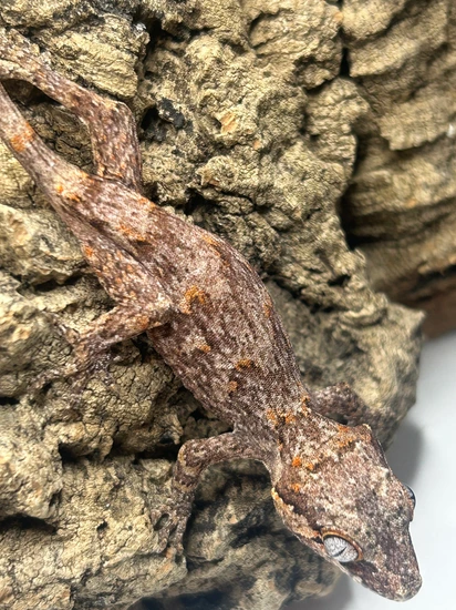 Pink Base Gargoyle Gecko by Gorgeous Geckos