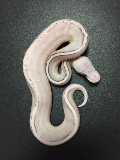 GHI Sterling Fire Ball Python by Got Balls & Geckos?