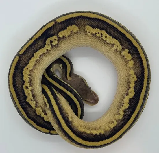 Pastel Mojave Cinder Het Hypo Poss Het Pied Ball Python by GotBallsLLC