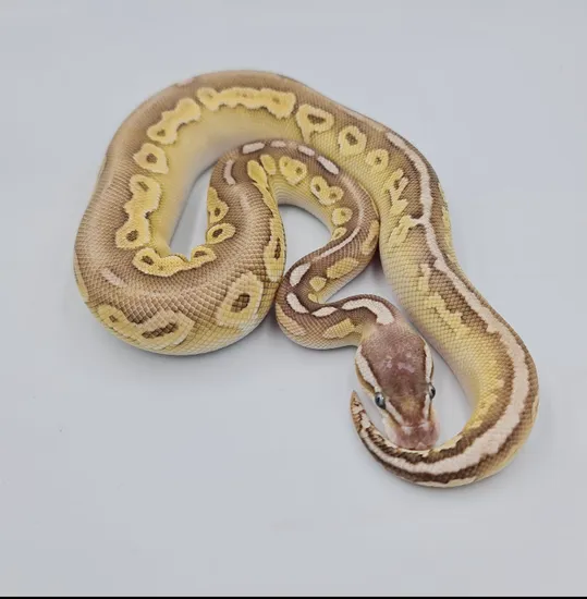 Pewter Butter 100 Het Clown Ball Python by G&Ms Balls