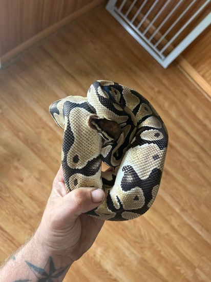 (PROVEN) OD Weirdo 100% Dbl Het Desert Ghost Puzzle Ball Python by ...