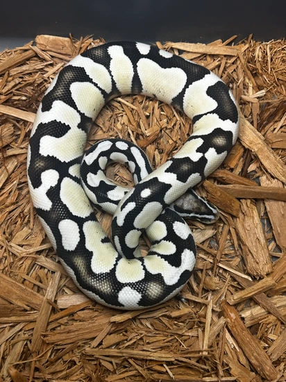 1.0 Pastel Desert Ghost Vpi Axanthic $1500 Reserve Ball Python by Dirty ...