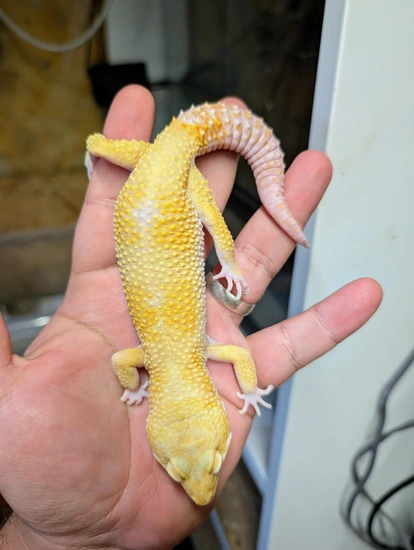 Super Giant/giant Moose Line Leopard Gecko by George's Reptiles
