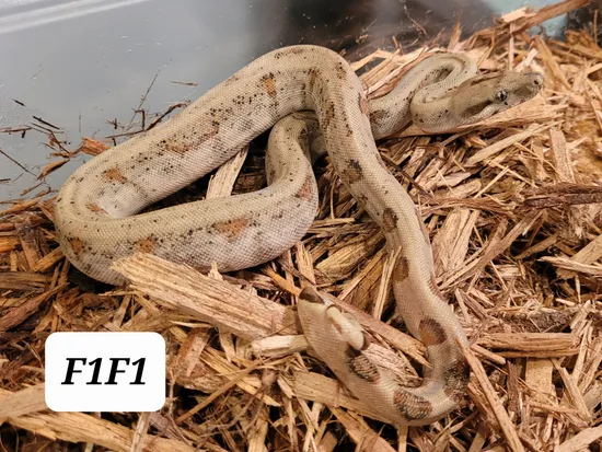 Female Pure Pearl Island Boa Pearl Island Boa Constrictor by Calhoun ...