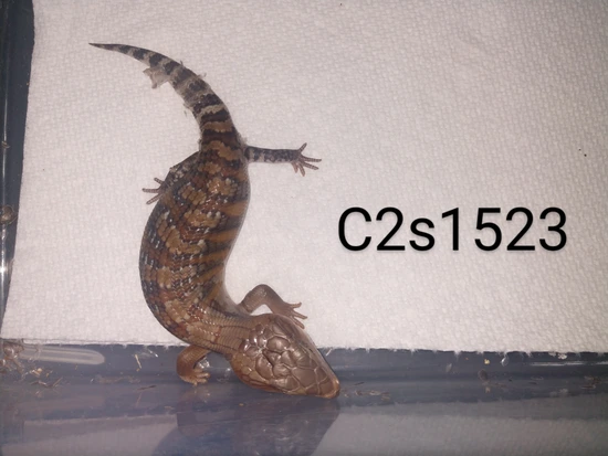 Northern Bts 325 Shipped Northern Blue-Tongued Skink by Calhoun ...