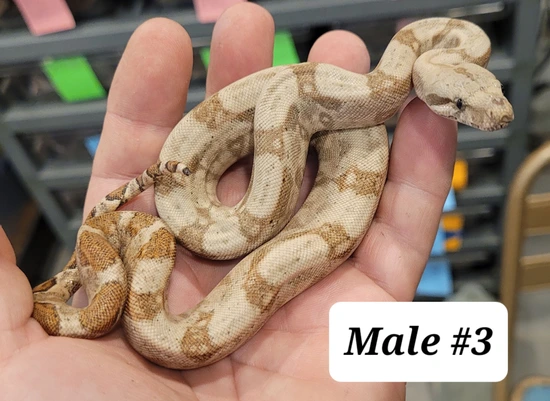 Male Pure Hog Island Boa Boa Constrictor by Calhoun Reptiles, LLC