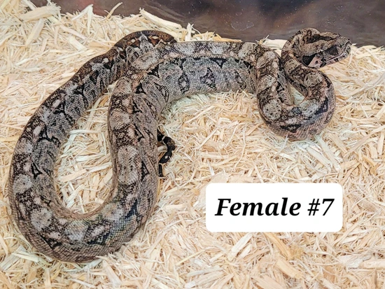 2024 Female Pure Pure Tarahumara Boa Boa Constrictor by Calhoun ...