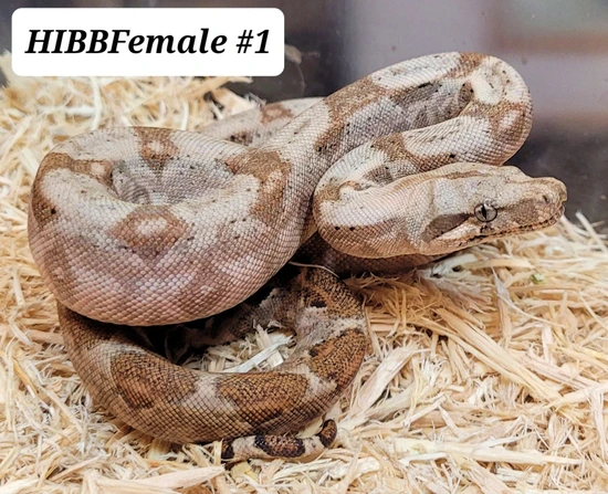 Female Pure Hog Island Boa LAST ONE !!! Boa Constrictor by Calhoun ...