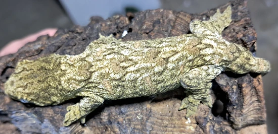 Nuu Ana Baby 350 Shipped Leachianus Gecko by Calhoun Reptiles, LLC