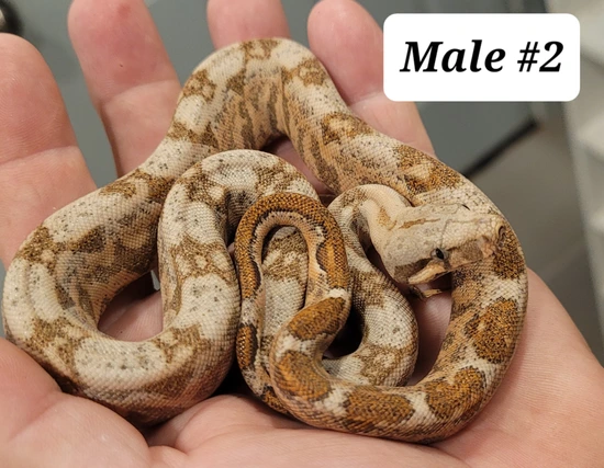 Pure Hog Island Boa Boa Constrictor by Calhoun Reptiles, LLC