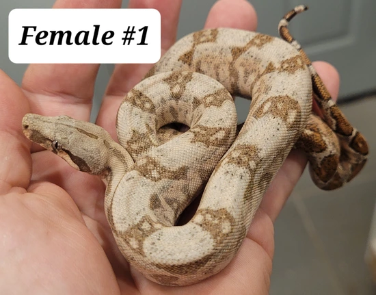 Pure Hog Island Boa Boa Constrictor by Calhoun Reptiles, LLC