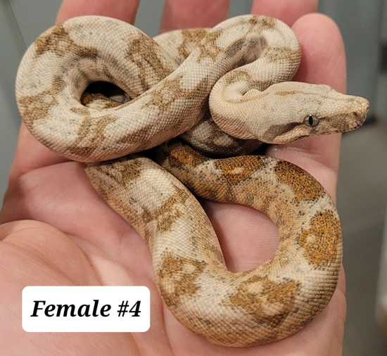 Pure Hog Island Boa Boa Constrictor by Calhoun Reptiles, LLC