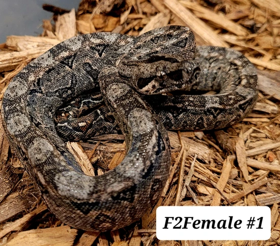 Pure Tarahumara Boa Boa Constrictor by Calhoun Reptiles, LLC
