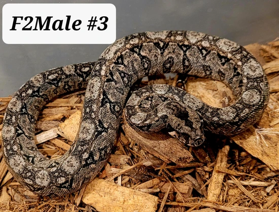 Tarahumara Boa Boa Constrictor by Calhoun Reptiles, LLC