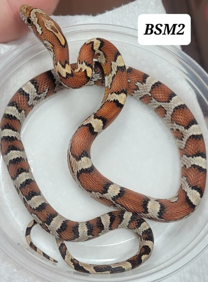 Multi-het Corn Snake by Calhoun Reptiles, LLC