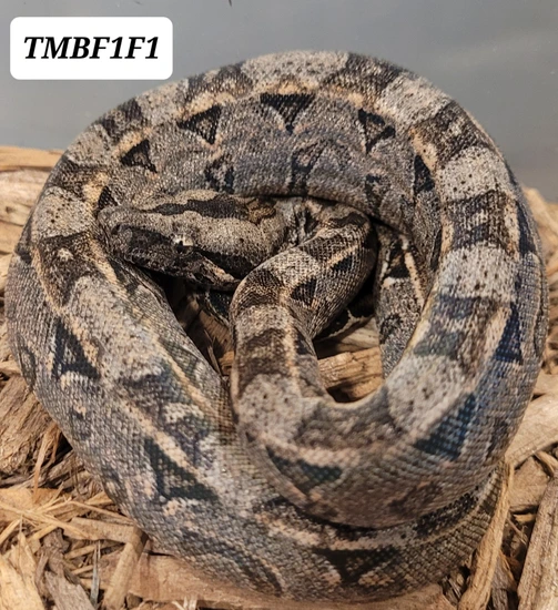 Pure Tarahumara Boa Boa Constrictor by Calhoun Reptiles, LLC